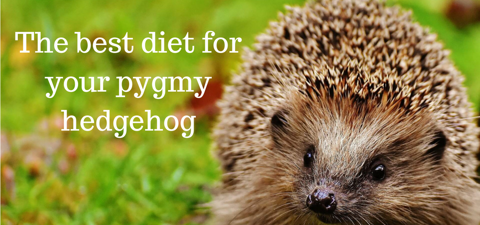 What can pygmy hedgehogs eat? The best diet for your pet hedgehog - ExoticDirect